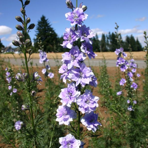 Silver Falls Seed Company - Larkspur - Rocket Light Blue