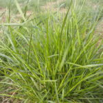 Silver Falls Seed Company - Fescue - Native Red