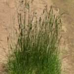 Silver Falls Seed Company - Fescue - Native Red