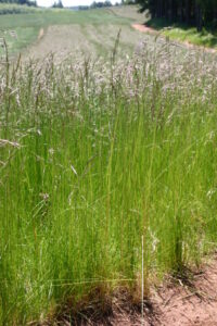 Silver Falls Seed Company - Fescue - Native Red
