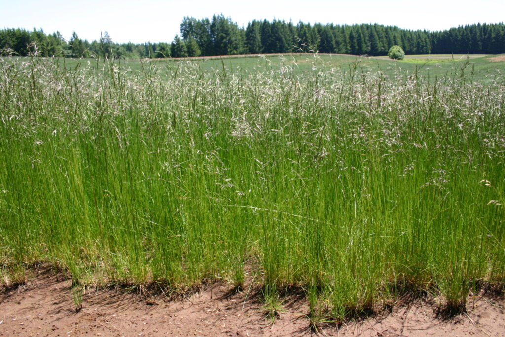 Silver Falls Seed Company - Fescue - Native Red