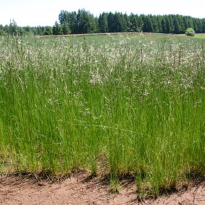 Silver Falls Seed Company - Fescue - Native Red