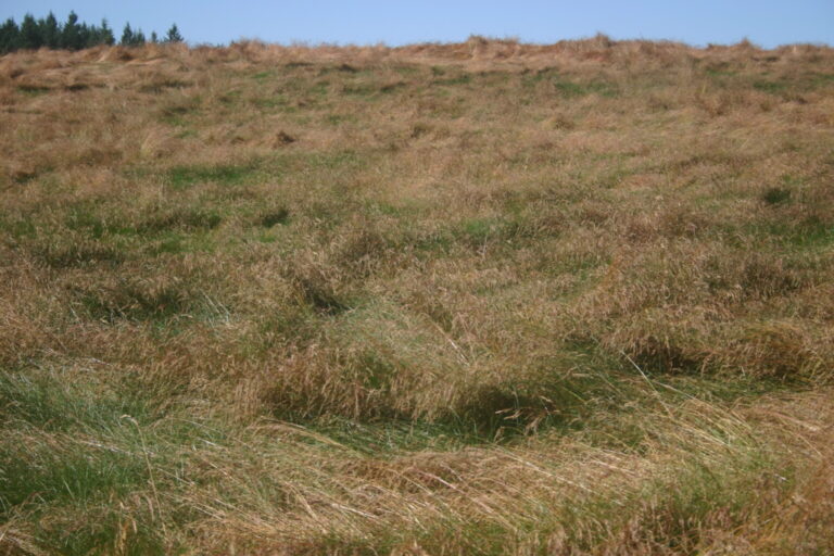 Silver Falls Seed Company - Fescue - Native Red