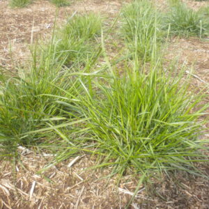 Silver Falls Seed Company - Fescue - Native Red
