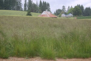 Silver Falls Seed Company - Fescue - Native Red