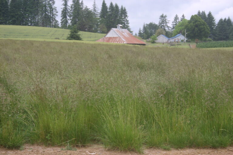 Silver Falls Seed Company - Fescue - Native Red