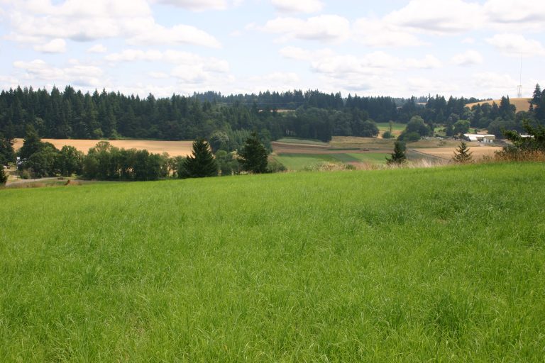 Silver Falls Seed Company - Orchardgrass