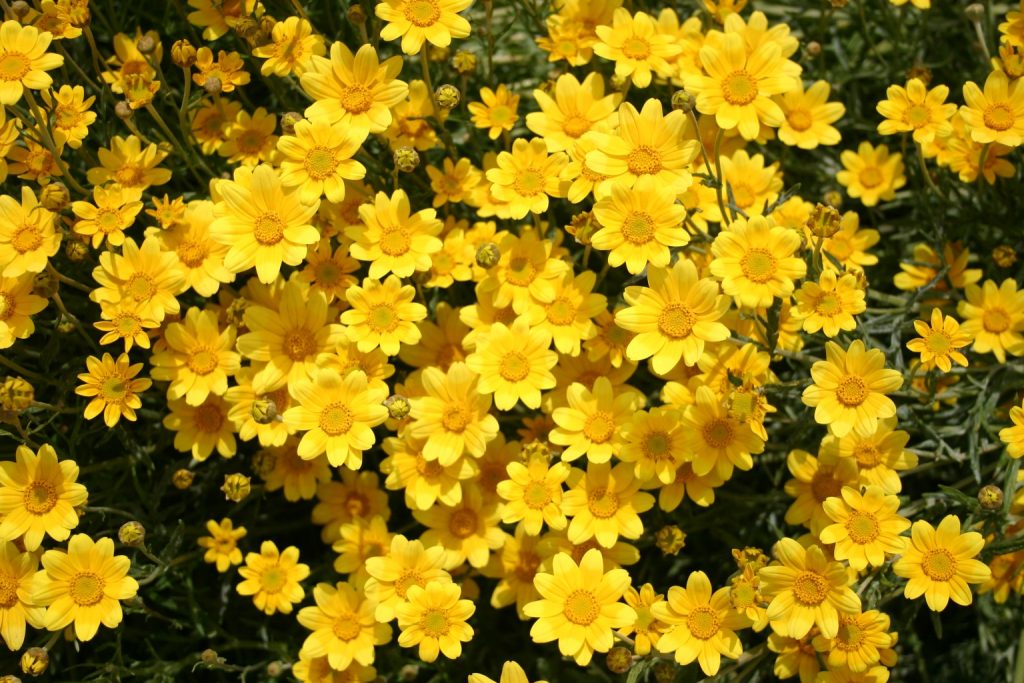 Silver Falls Seed Company - Oregon Sunshine