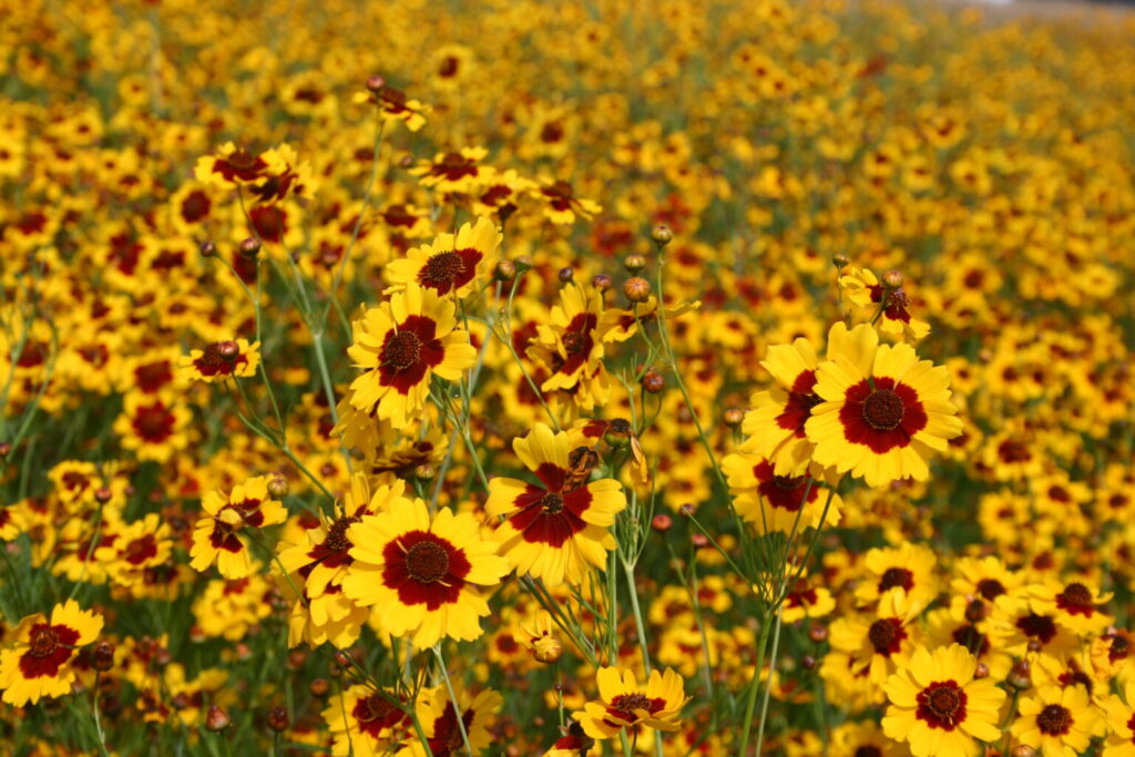 Silver Falls Seed Company - Coreopsis - Plains Tall
