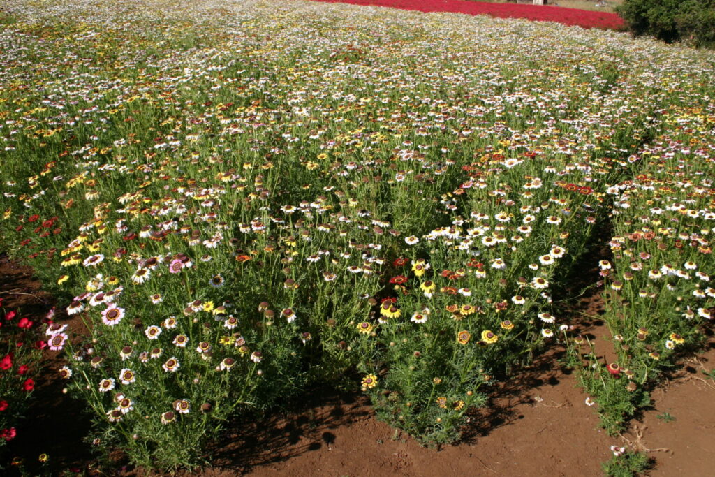 Silver Falls Seed Company - Daisy - Painted Mix