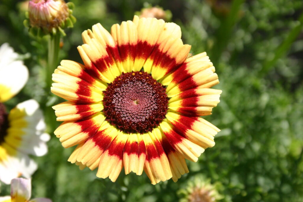 Silver Falls Seed Company - Daisy - Painted Mix
