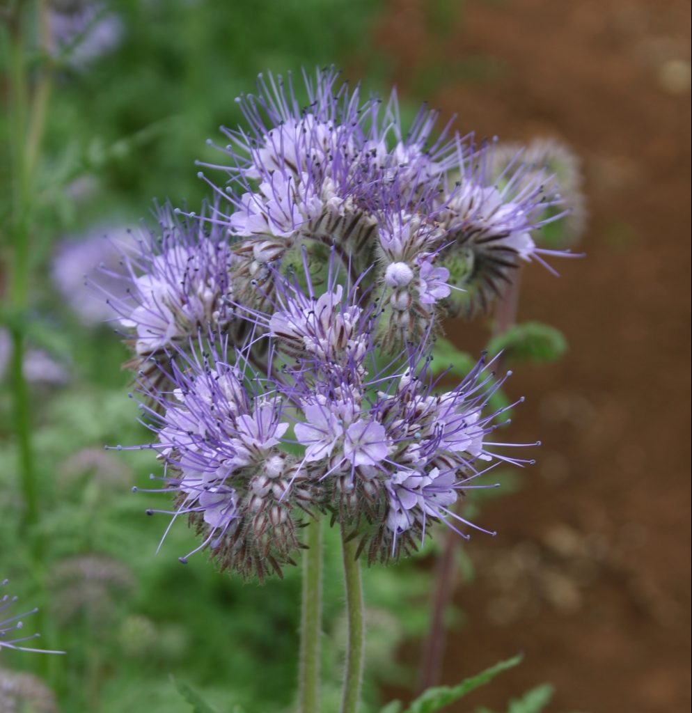 Silver Falls Seed Company - Phacelia - Lacy Fiddleneck