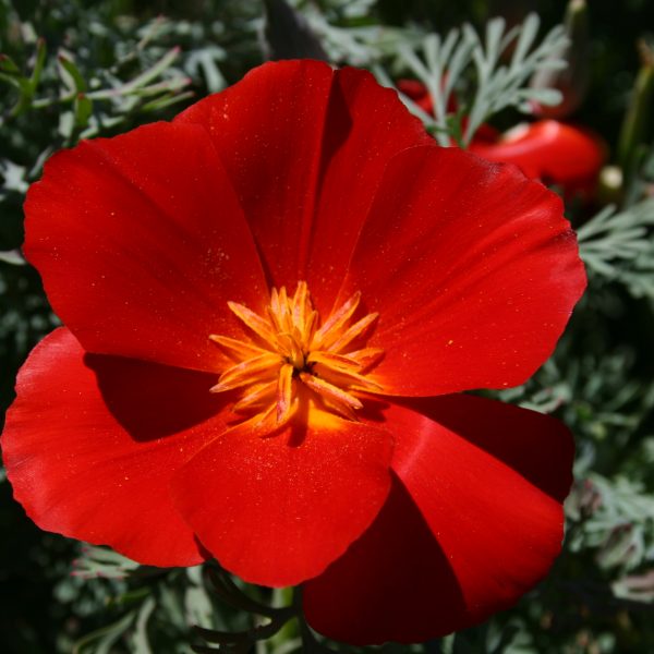 Silver Falls Seed Company - Red Wildflower Mix