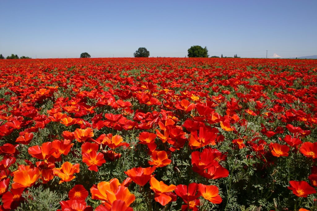 Silver Falls Seed Company - Poppy - California Red Chief