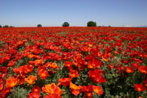 Silver Falls Seed Company - Poppy - California Red Chief