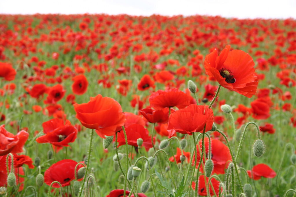 Silver Falls Seed Company - Red Poppy - American Legion