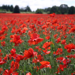 Silver Falls Seed Company - Red Poppy - American Legion