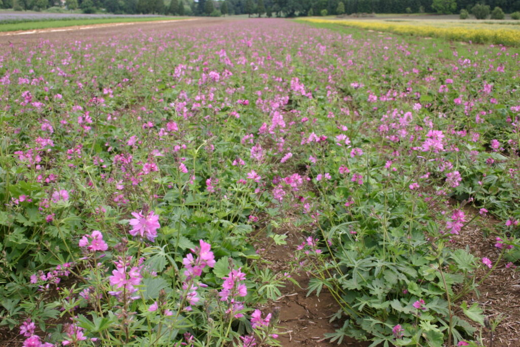 Silver Falls Seed Company - Rose Checker Mallow