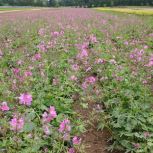 Silver Falls Seed Company - Rose Checker Mallow