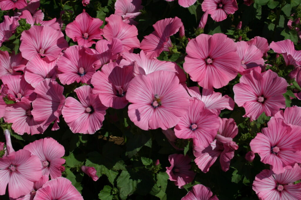 Silver Falls Seed Company - Rose Mallow - Dwarf Pink