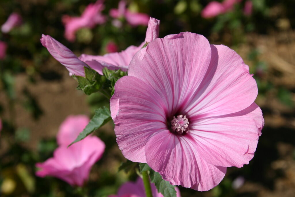 Silver Falls Seed Company - Rose Mallow - Dwarf Pink