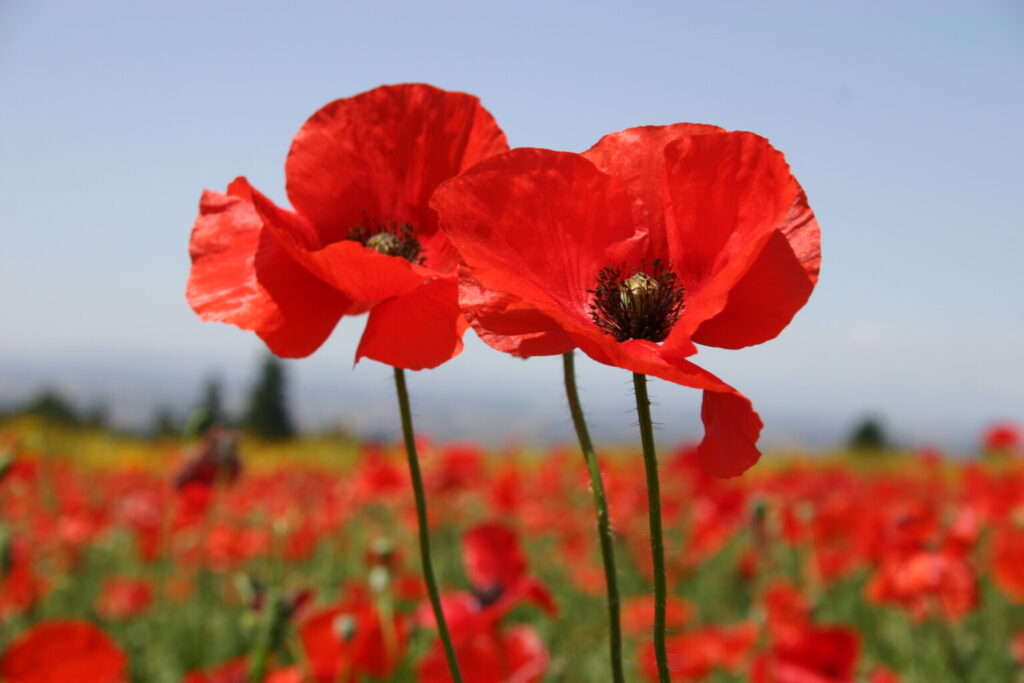 Silver Falls Seed Company - Red Poppy - American Legion
