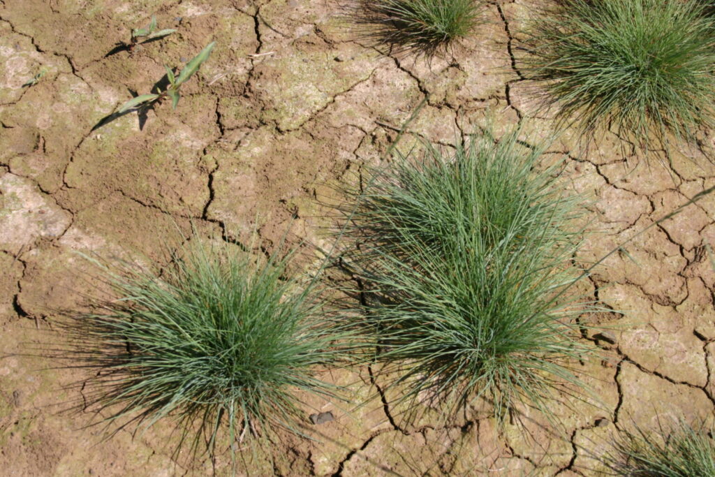 Silver Falls Seed Company - Fescue - Roemer's