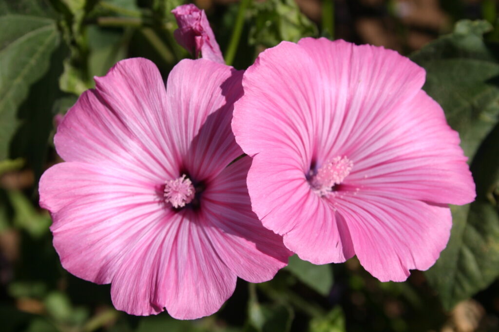 Silver Falls Seed Company - Rose Mallow - Dwarf Pink