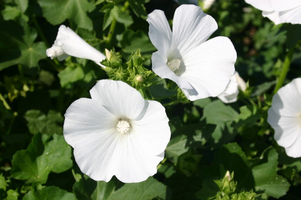 Silver Falls Seed Company - Rose Mallow - Dwarf Mix