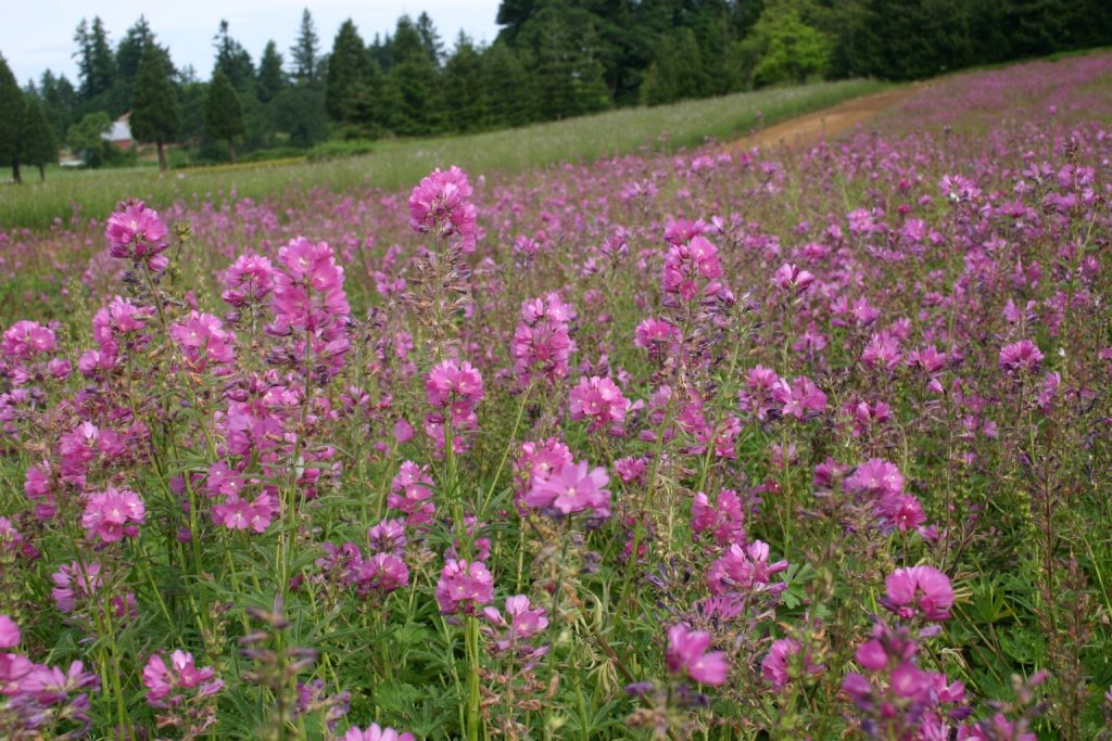 Silver Falls Seed Company - Rose Checker Mallow