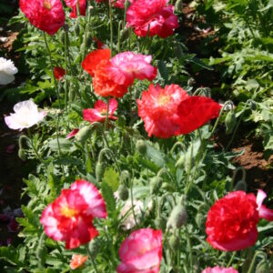 Silver Falls Seed Company - Poppy - Shirley Double Mix