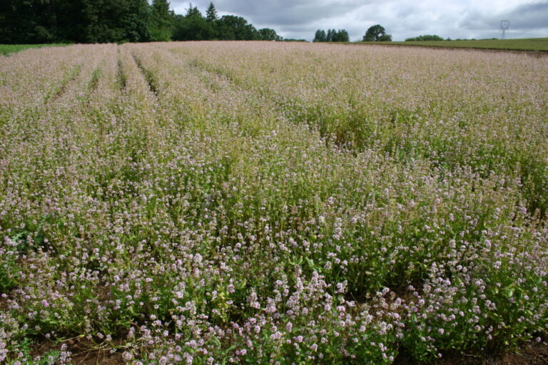 Silver Falls Seed Company - Sea Blush