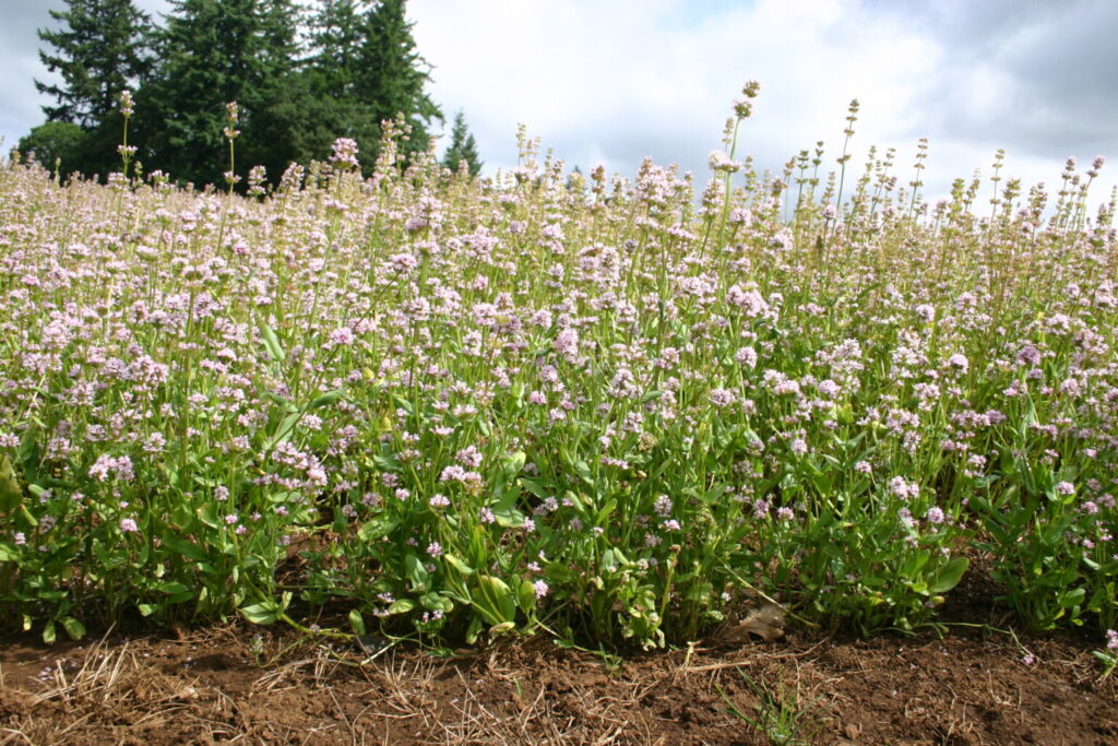 Silver Falls Seed Company - Sea Blush