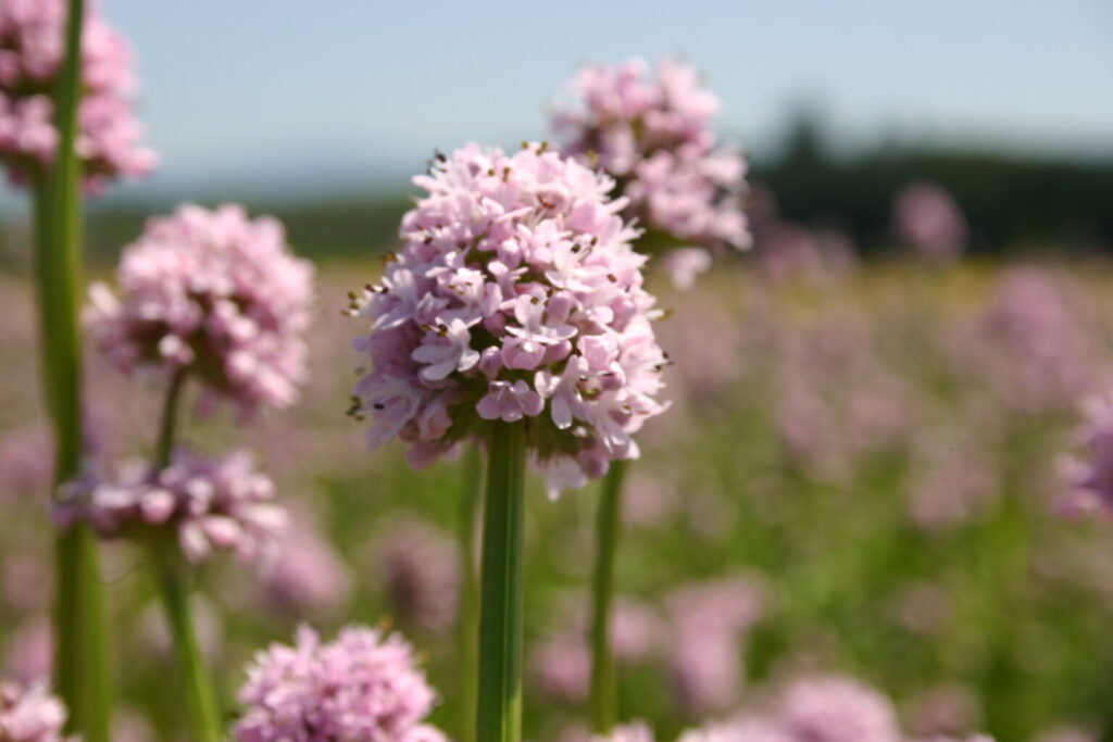 Silver Falls Seed Company - Sea Blush