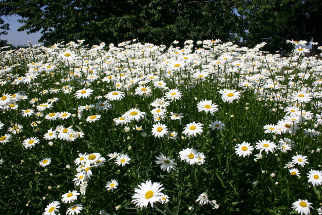 Silver Falls Seed Company - Daisy - Shasta