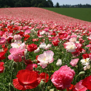 Silver Falls Seed Company - Poppy - Shirley Double Mix