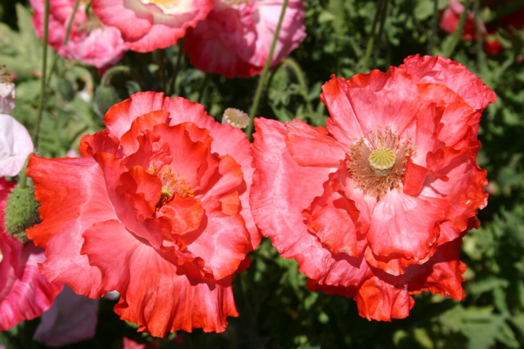 Silver Falls Seed Company - Poppy - Shirley Double Mix