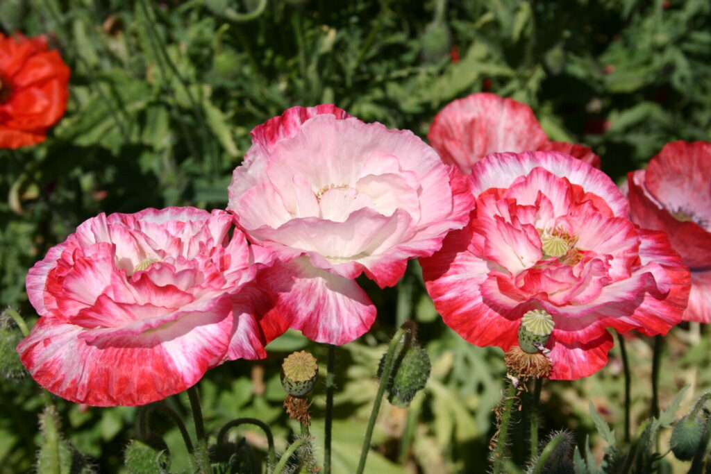 Silver Falls Seed Company - Poppy - Shirley Double Mix