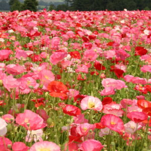 Silver Falls Seed Company - Poppy - Shirley Single Mix