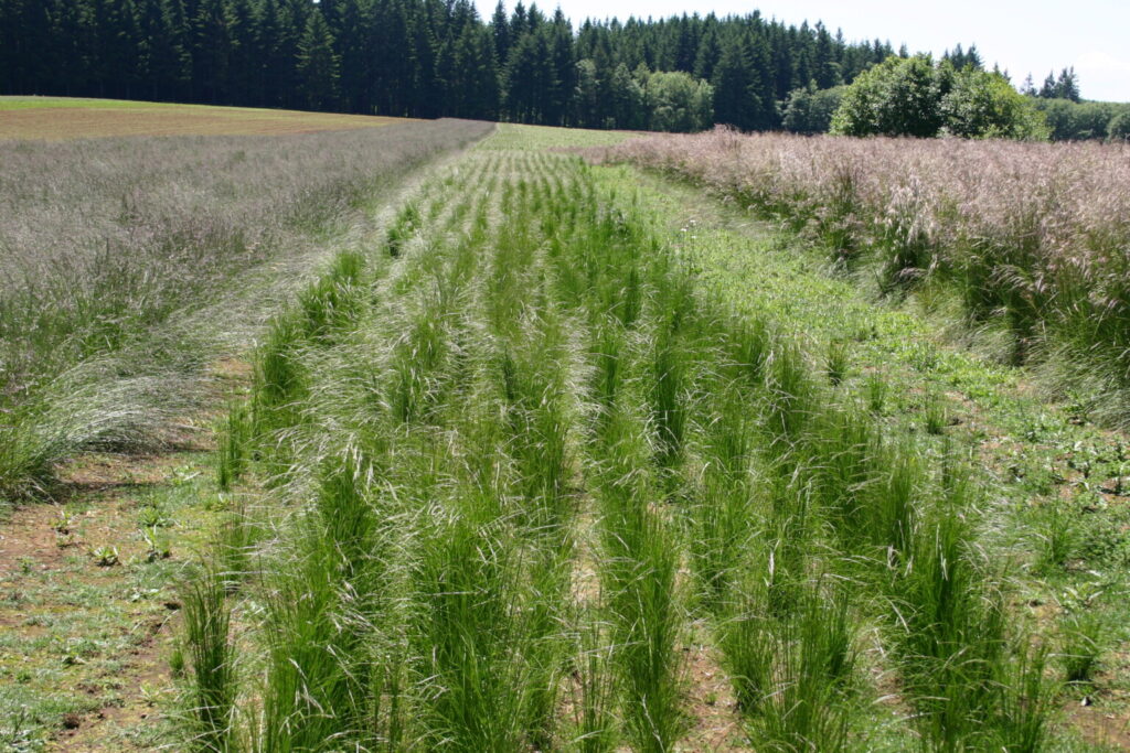 Silver Falls Seed Company - Hairgrass - Slender