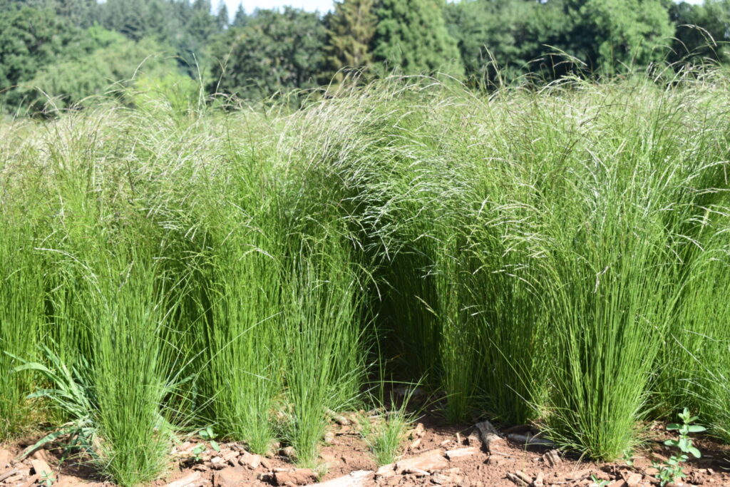 Silver Falls Seed Company - Hairgrass - Slender
