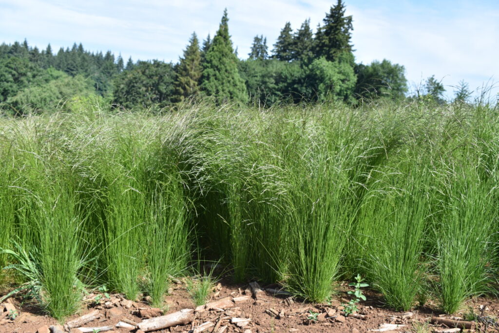 Silver Falls Seed Company - Hairgrass - Slender