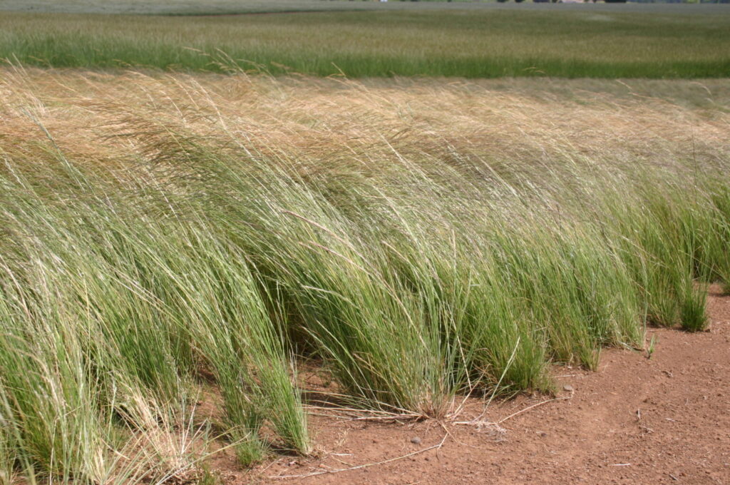 Silver Falls Seed Company - Hairgrass - Slender