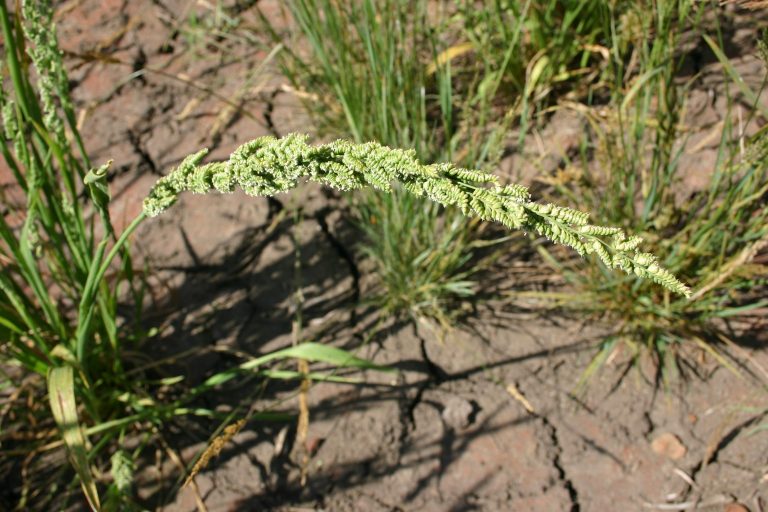 Silver Falls Seed Company - Wild Wetland Economy Grass Mix