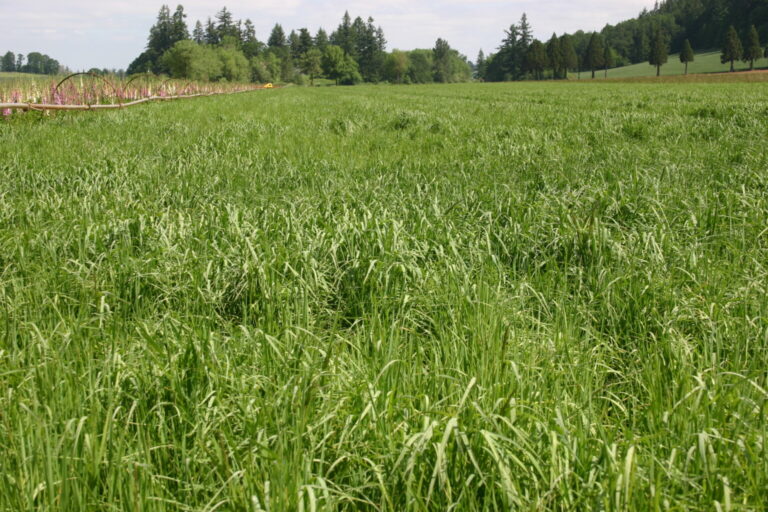 Silver Falls Seed Company - Bentgrass - Spike