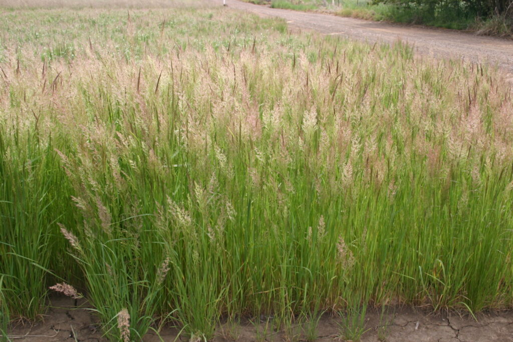 Silver Falls Seed Company - Bentgrass - Spike