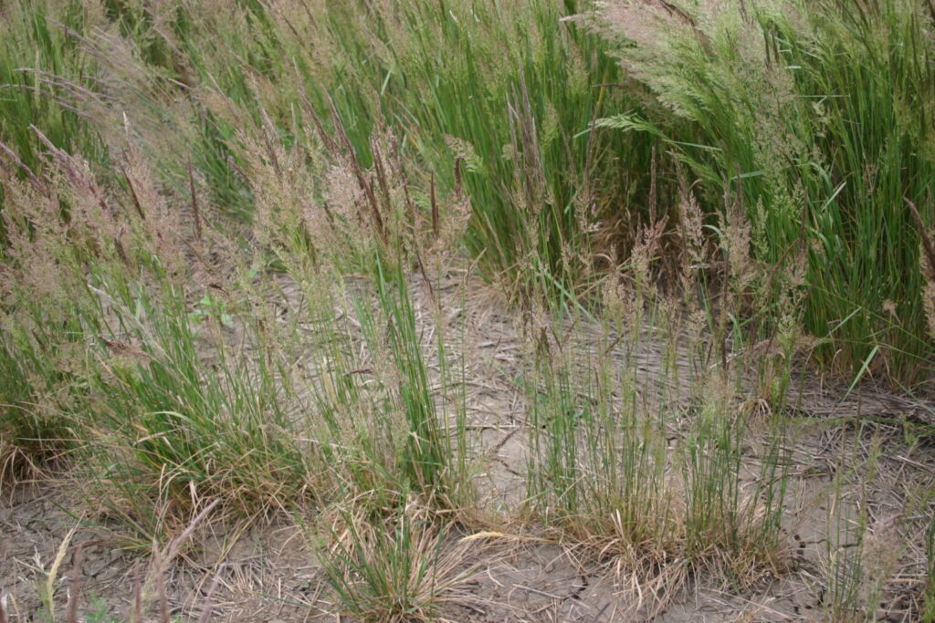 Silver Falls Seed Company - Bentgrass - Spike