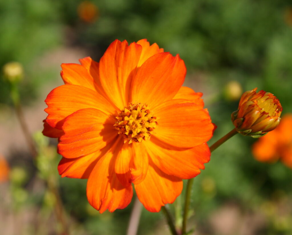 Silver Falls Seed Company - Cosmos - Sulphur Klondyke Orange