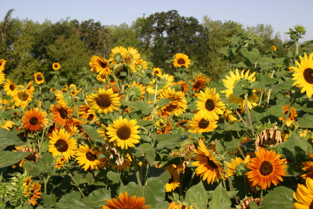 Silver Falls Seed Company - Sunflower - Autumn Beauty