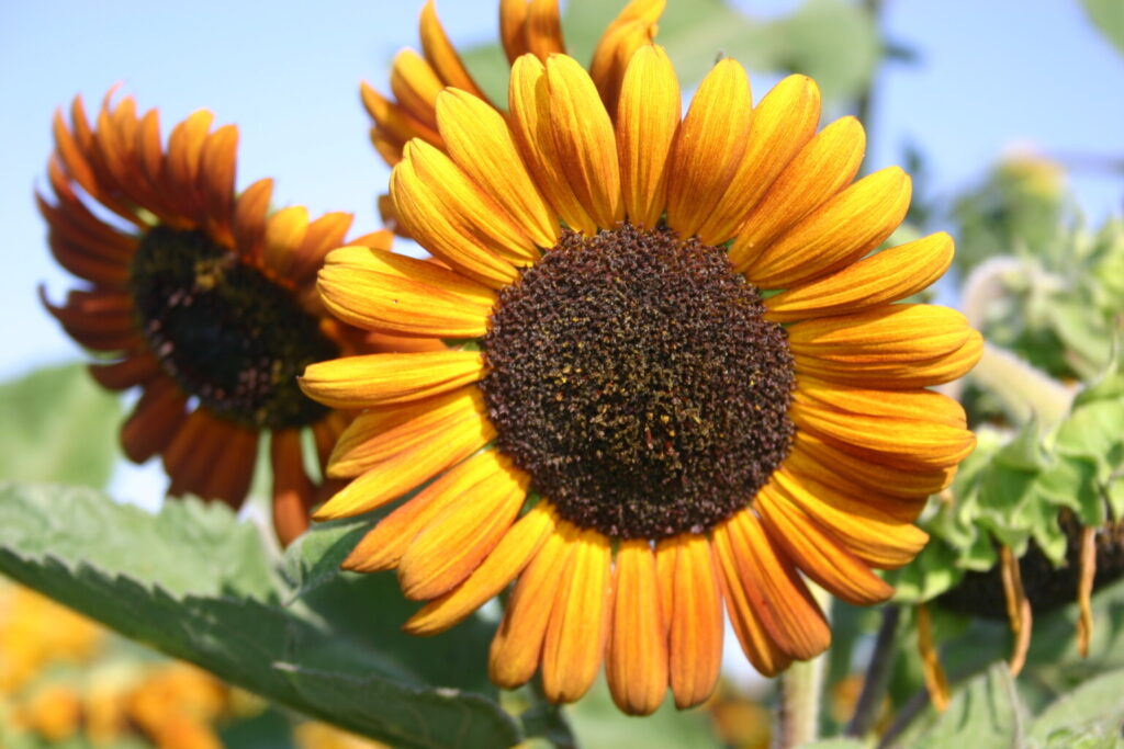 Silver Falls Seed Company - Sunflower - Autumn Beauty